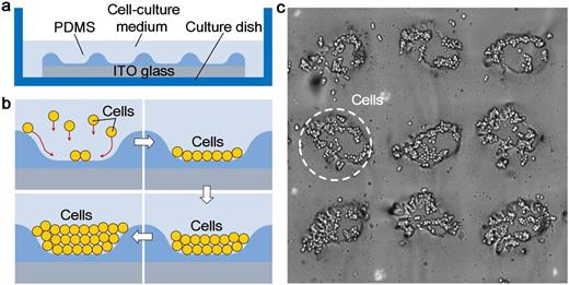 Large-scale and contact-free fabrication of microwell arrays based on ...