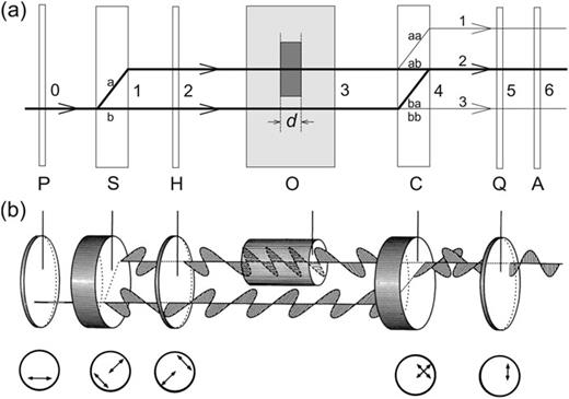 Measuring the refractive index dispersion of (un)pigmented biological ...