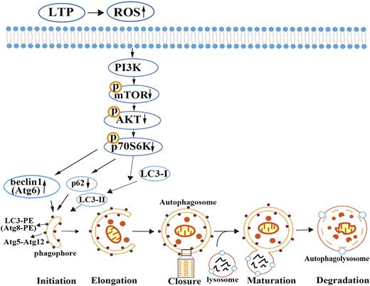 Helium low temperature plasma induced HepG2 cells autophagy through ROS-mediated PI3K/AKT/mTOR ...