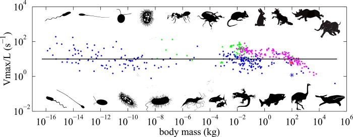 How fast do living organisms move: Maximum speeds from bacteria to ...