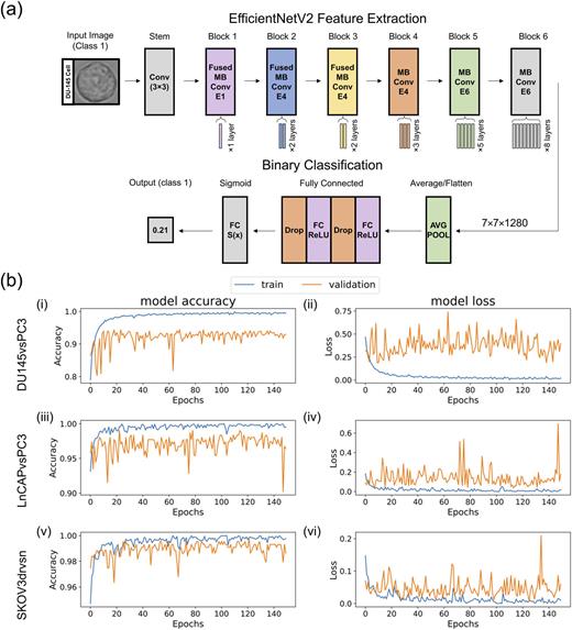 Label free identification of different cancer cells using deep learning ...