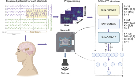 Biological plausible algorithm for seizure detection: Toward AI-enabled electroceuticals at the ...