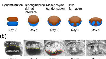 Role of the boundary in feather bud formation on one-dimensional ...