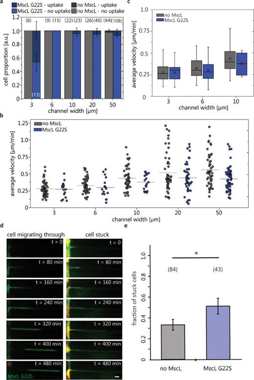 The effect of mechanosensitive channel MscL expression in cancer cells ...