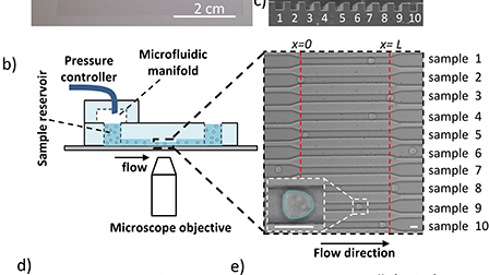 Multi-sample deformability cytometry of cancer cells | APL ...
