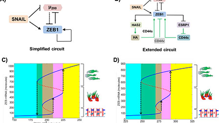 Interconnected feedback loops among ESRP1, HAS2, and CD44 regulate ...