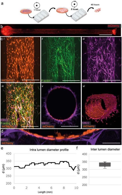 Scalable microphysiological system to model three-dimensional blood ...