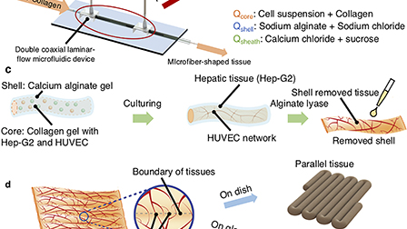Microfiber-shaped building-block tissues with endothelial networks for ...