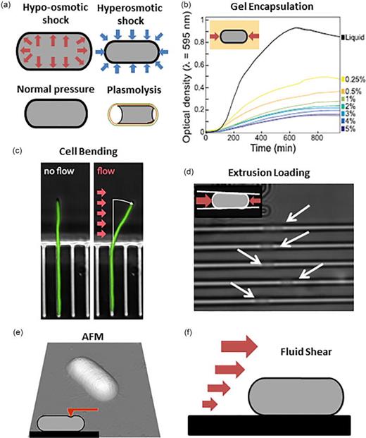Cell biomechanics and mechanobiology in bacteria: Challenges and ...