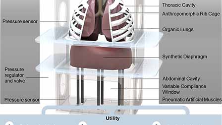 An organosynthetic soft robotic respiratory simulator | APL ...