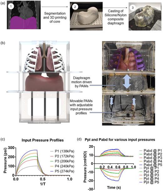 An organosynthetic soft robotic respiratory simulator | APL ...