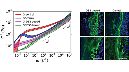 Microrheology for biomaterial design | APL Bioengineering | AIP Publishing