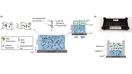 In-gel fluorescence detection by DNA polymerase elongation | APL ...