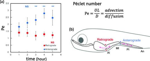 Bacterial biomechanics—From individual behaviors to biofilm and the gut ...