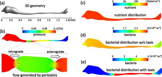 Bacterial biomechanics—From individual behaviors to biofilm and the gut ...