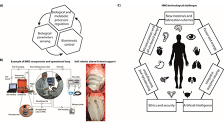 Implantable biorobotic organs | APL Bioengineering | AIP Publishing