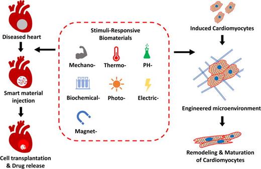 Stimuli-responsive biomaterials for cardiac tissue engineering and ...