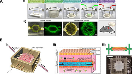 Skin-on-a-chip models: General overview and future perspectives | APL ...