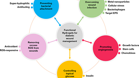 Functional hydrogels for diabetic wound management | APL Bioengineering ...