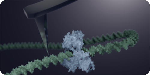 Atomic force microscopy—A tool for structural and translational DNA ...