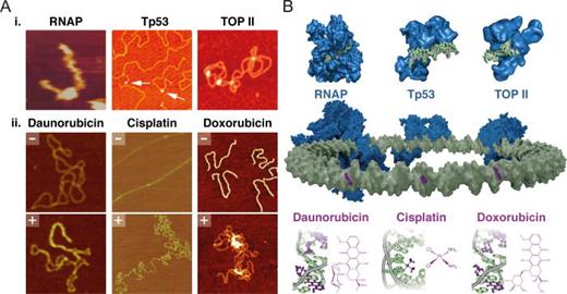 Atomic force microscopy—A tool for structural and translational DNA ...