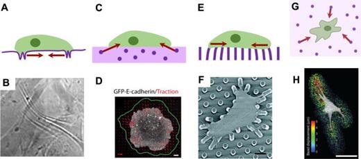 Revisiting tissue tensegrity: Biomaterial-based approaches to measure ...
