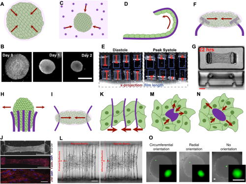 Revisiting tissue tensegrity: Biomaterial-based approaches to measure ...