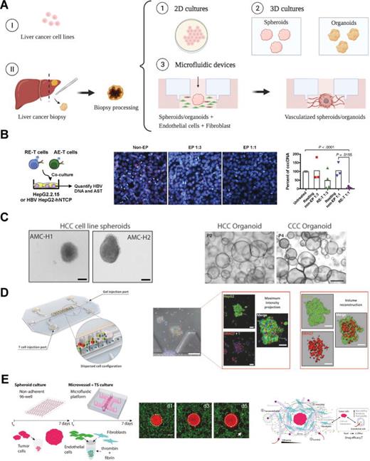 In vitro 3D liver tumor microenvironment models for immune cell therapy ...