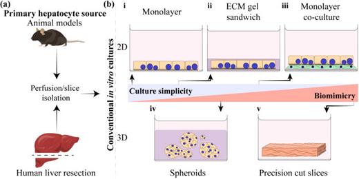 Hepatocyte cultures: From collagen gel sandwiches to microfluidic ...