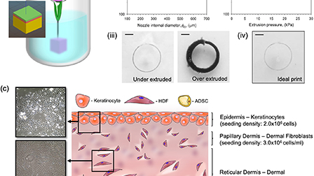 A suspended layer additive manufacturing approach to the bioprinting of ...