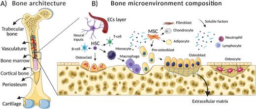 New insights into the biomimetic design and biomedical applications of ...