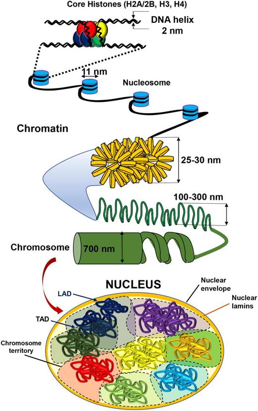 Effects of forces on chromatin | APL Bioengineering | AIP Publishing