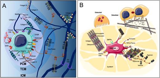 The role of mechanobiology in bone and cartilage model systems in ...