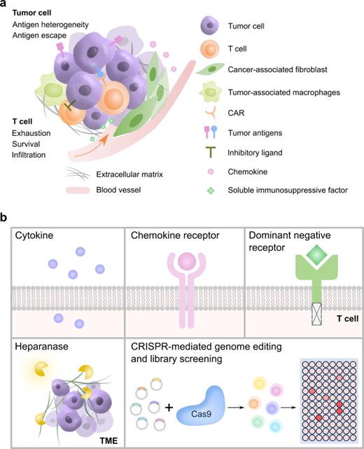 Engineering CAR T cells for enhanced efficacy and safety | APL ...