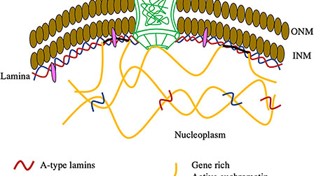 Nuclear lamins: Structure and function in mechanobiology | APL ...