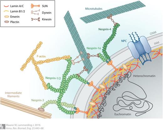 Nuclear lamins: Structure and function in mechanobiology | APL ...
