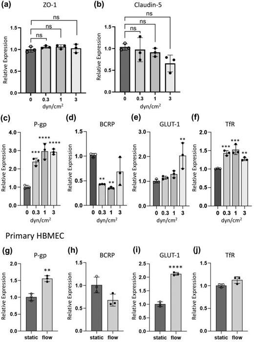 Functional analysis of human brain endothelium using a microfluidic ...