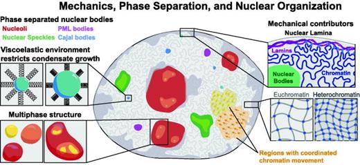 The mechanobiology of nuclear phase separation | APL Bioengineering ...