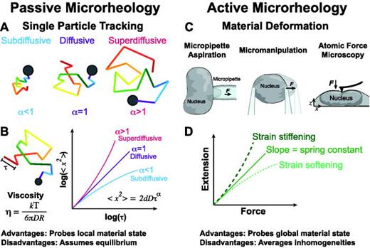 The mechanobiology of nuclear phase separation | APL Bioengineering ...
