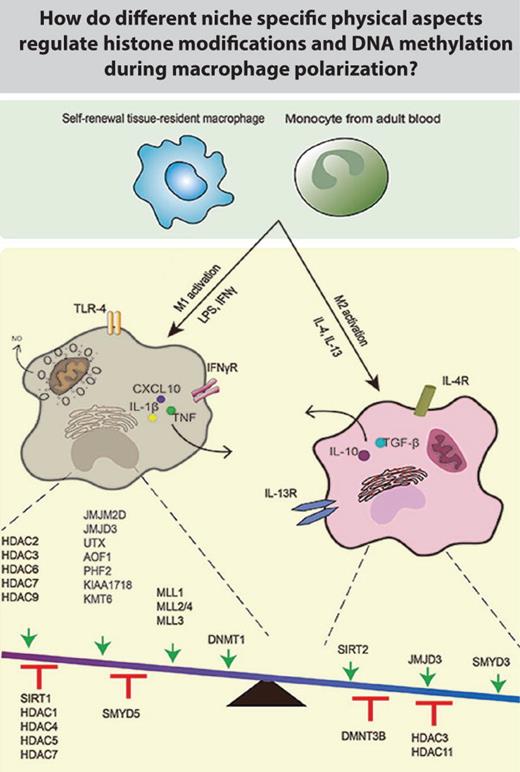Mechanoimmunology: Are inflammatory epigenetic states of macrophages ...
