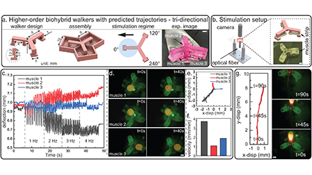 Multi-actuator light-controlled biological robots | APL Bioengineering ...