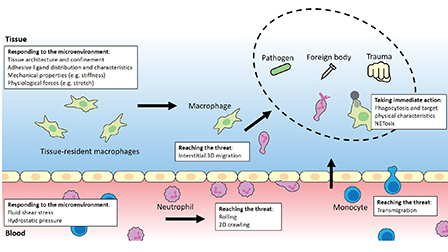 Engineering physical microenvironments to study innate immune cell ...
