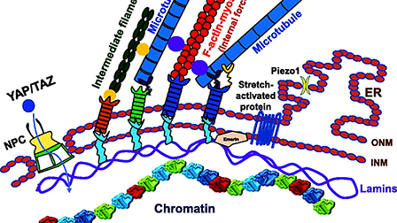 Mechanobiology of the cell nucleus | APL Bioengineering | AIP Publishing