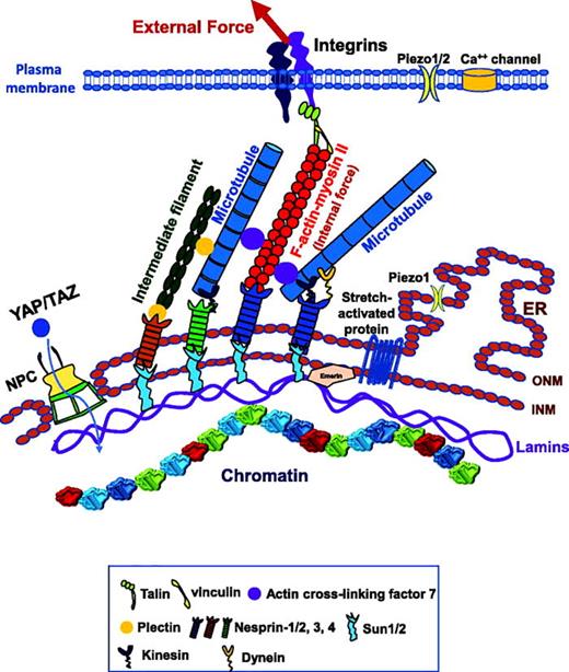 Mechanobiology of the cell nucleus | APL Bioengineering | AIP Publishing