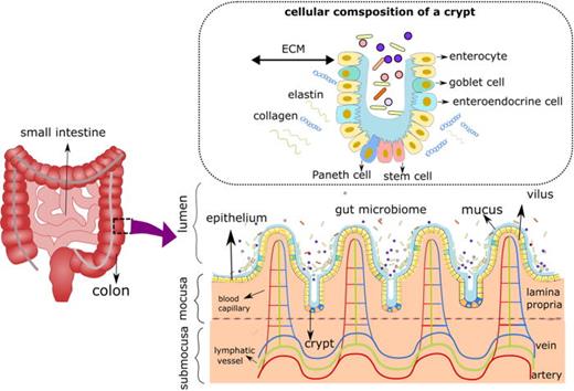 Gut-on-a-chip models for dissecting the gut microbiology and physiology ...
