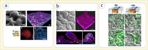 Gut-on-a-chip models for dissecting the gut microbiology and physiology ...