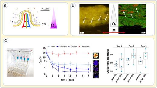 Gut-on-a-chip models for dissecting the gut microbiology and physiology ...