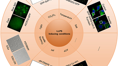 Study liquid–liquid phase separation with optical microscopy: A ...