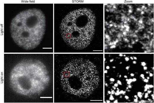 Study liquid–liquid phase separation with optical microscopy: A ...