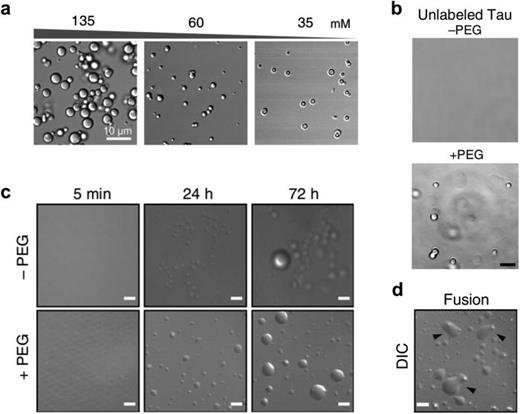 Study liquid–liquid phase separation with optical microscopy: A ...